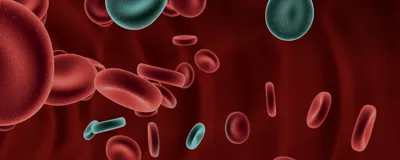 Low Intracellular Iron Levels May Keep Blood Stem Cells Young | The ...