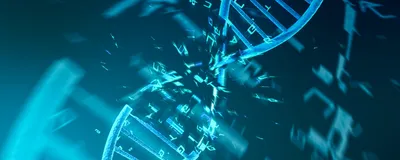 Keeping Telomeres in Their Places | The Scientist