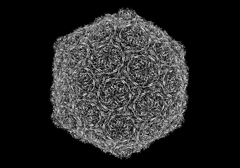 Virtual Viruses Reveal Complex Genomic Dynamics | The Scientist