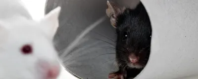 Mapping the Neural Circuit of Social Avoidance | The Scientist