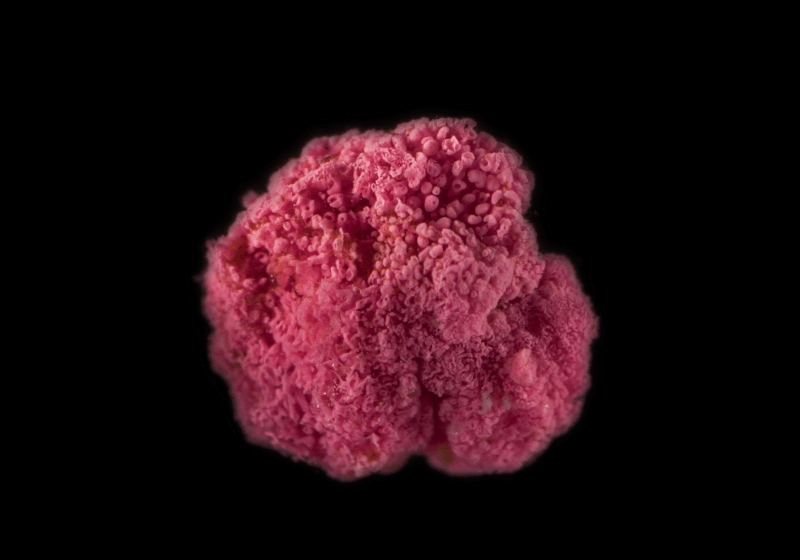 Multicellular Bacteria Evolve Defenses that Resemble the Immune System ...