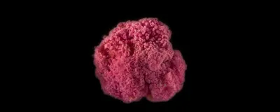 Multicellular Bacteria Evolve Defenses that Resemble the Immune System ...