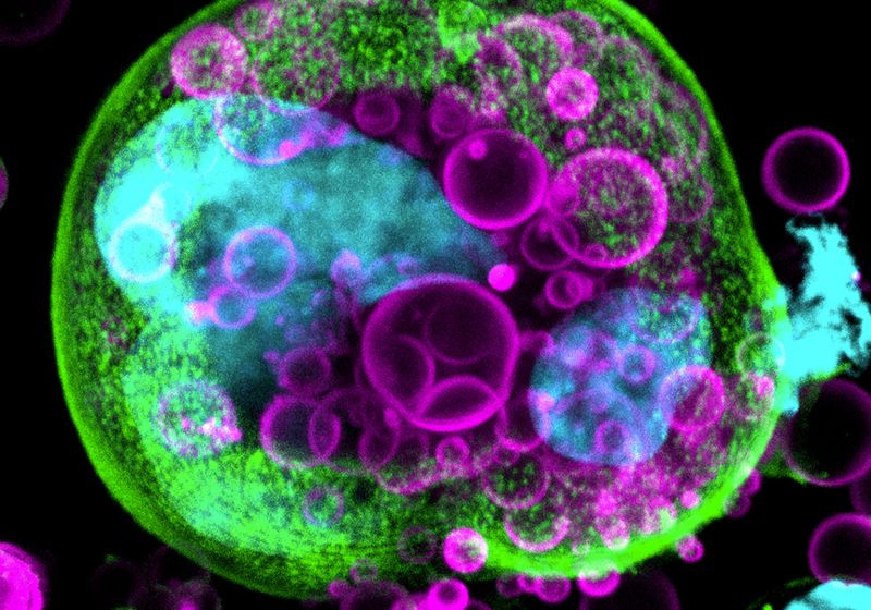 Synthetic Systems for Studying Natural Cells | The Scientist