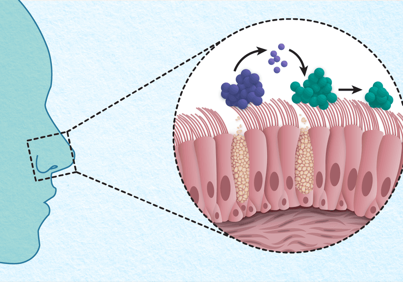 Mining Antimicrobials in the Nose | The Scientist