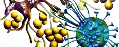 Tackling a Pathogen That Leaves a Lasting Impression | The Scientist