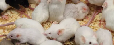 Viruses Keep Mice from Stressing Out | The Scientist