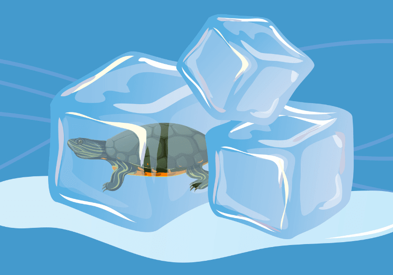 The First Turtle Organoids | The Scientist