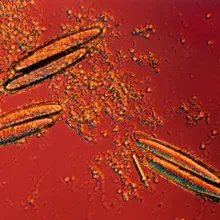 Bacteria | The Scientist