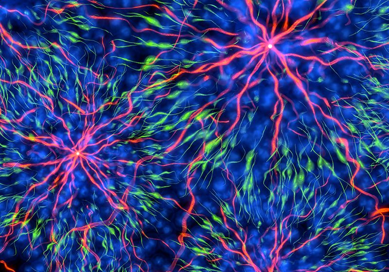 In Living Color: Exploring Advances in Quantitative Live Cell Imaging ...