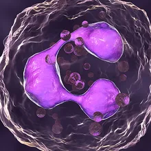 Neutrophils | The Scientist