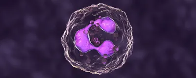 The Nucleus’ Secret to Shapeshifting | The Scientist