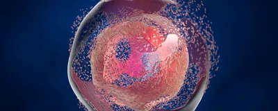 Multiplexing Caspase-Based Apoptosis Assays with Automated Microscopy ...