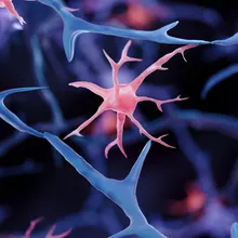 Infographic | The Scientist