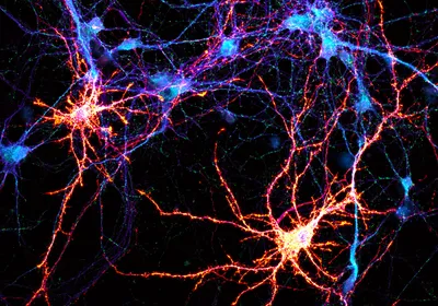 Lighting Up the Neuronal Cytoskeleton | The Scientist