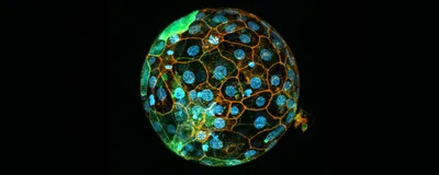 Unraveling the Complex Mysteries of Embryonic Beginnings | The Scientist