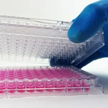 Cell Culture | The Scientist