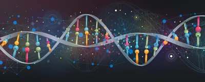 Understanding Cell Type Specific 3D Genome Structure and DNA ...