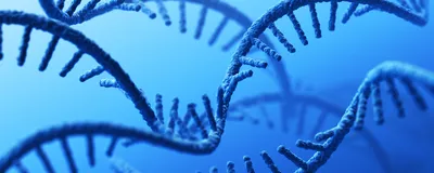 A CRISPR Tool for Tinkering with the Human Transcriptome | The Scientist