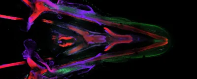 Unveiling the Secrets of Head and Face Formation | The Scientist