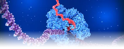 Starting Strong for Successful mRNA Therapeutic Development | The Scientist