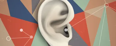 Researchers Bioengin-Ear Tissue Scaffolds to Human Scale | The Scientist