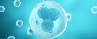 Study Reveals a Cell-Eat-Cell World | The Scientist