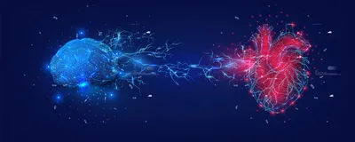 Can the Brain Help Heal a Broken Heart? | The Scientist