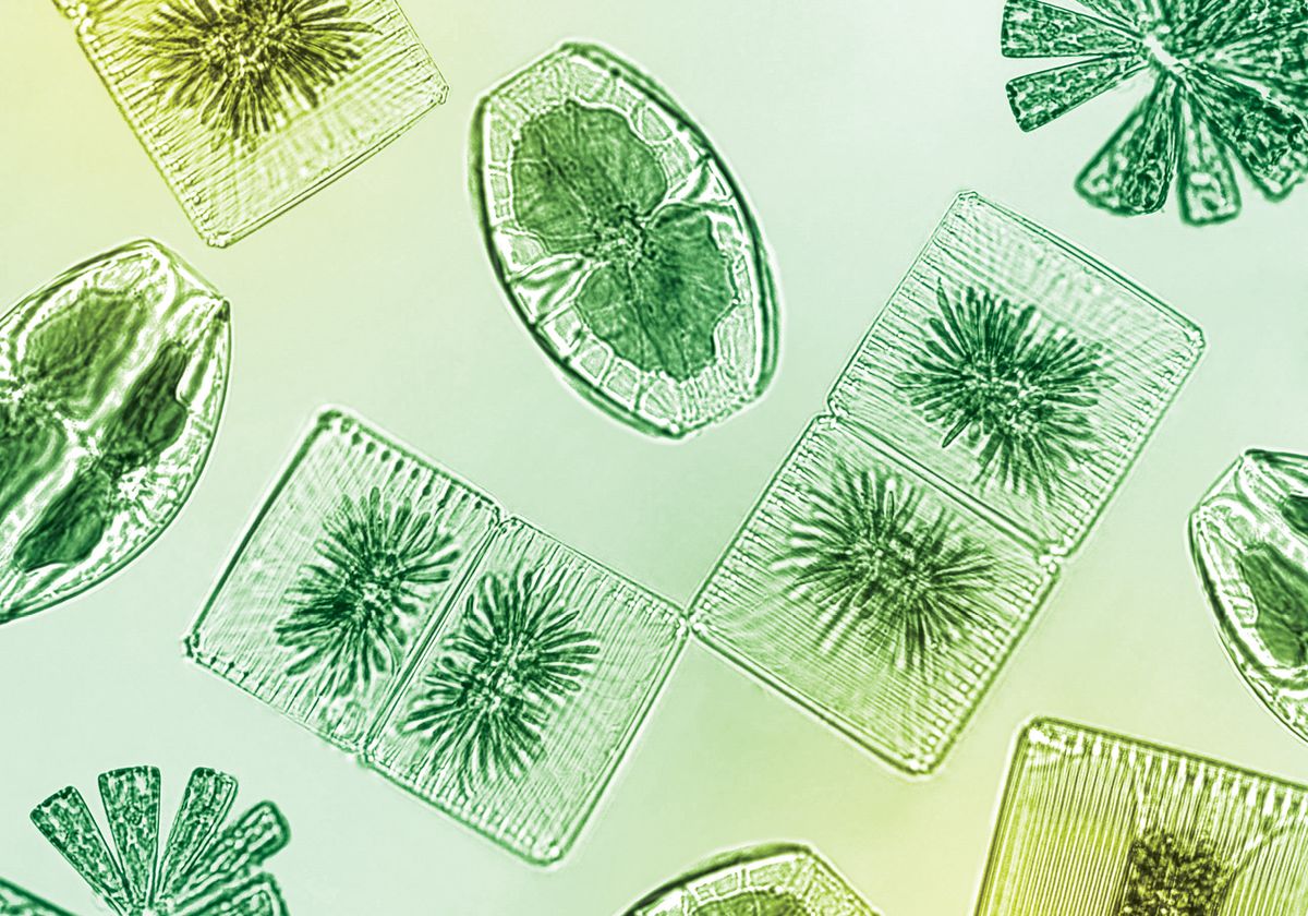 Algal Research New And Transformative Delta Research Funded By State