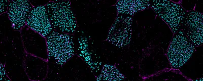 Introducing a New Version of the Cell Cycle | The Scientist