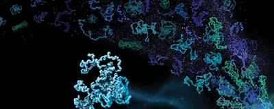 The Dynamic Lives of Intrinsically Disordered Proteins | The Scientist