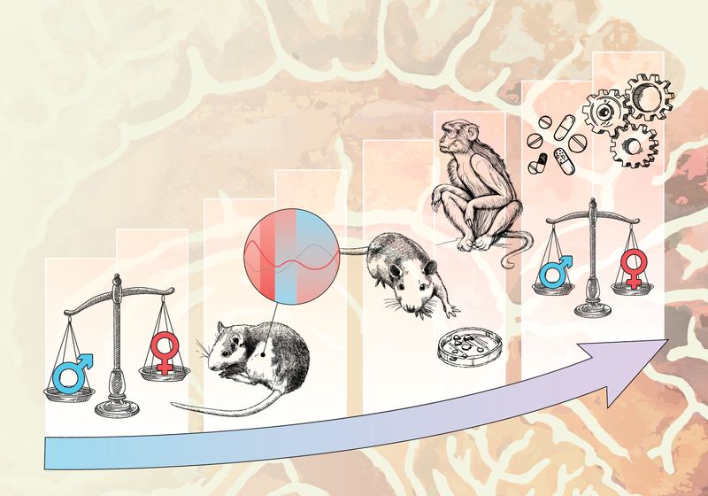 Infographic Bridging The Sex Bias Gap The Scientist Magazine®