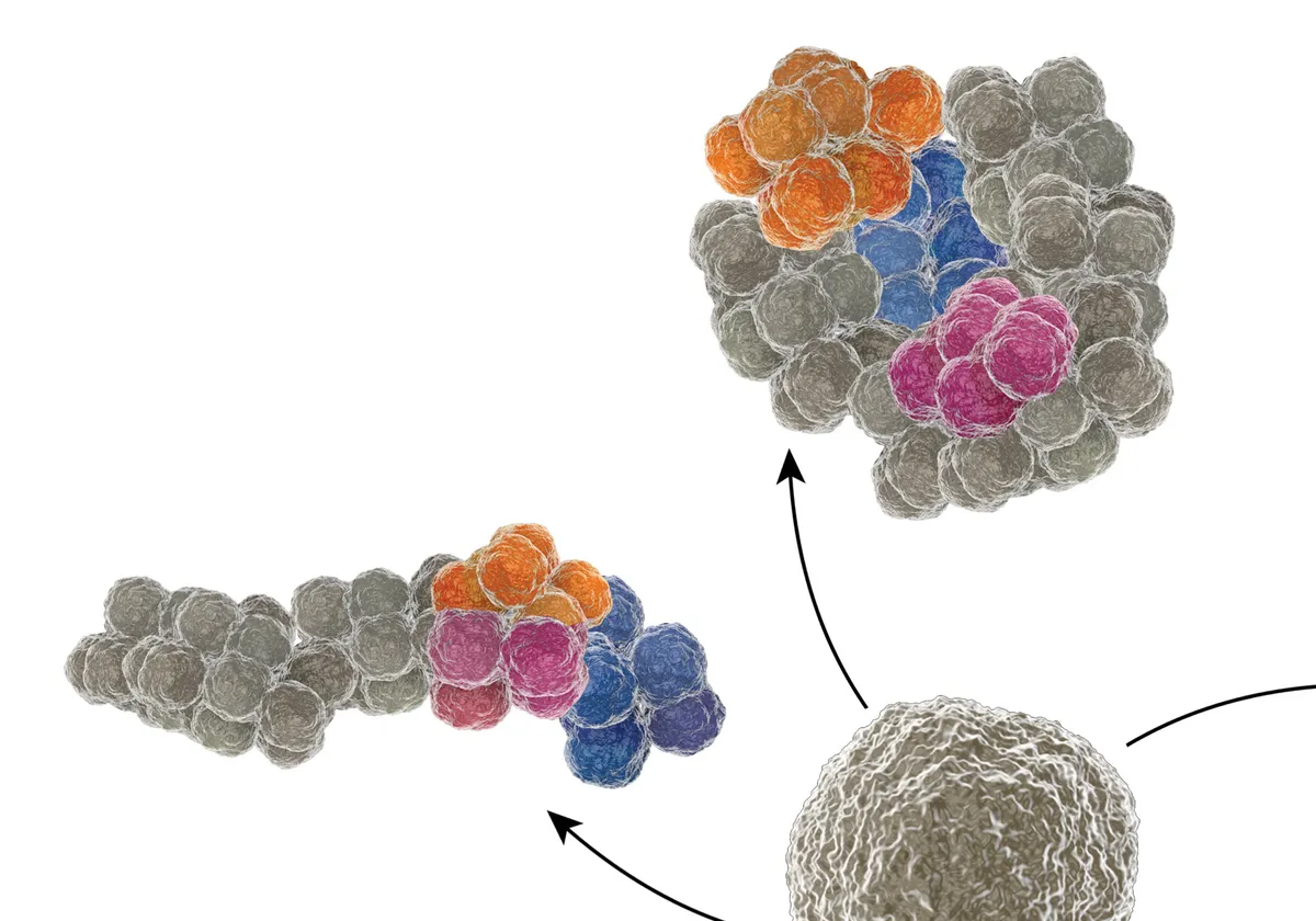 Embryonic Tissue | The Scientist