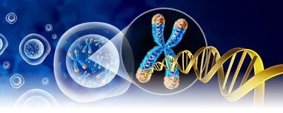 Why Is Telomere Length So Important? | The Scientist