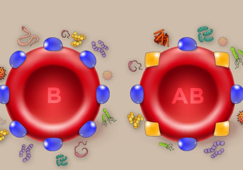 Why Do People Have Different Blood Types? | The Scientist