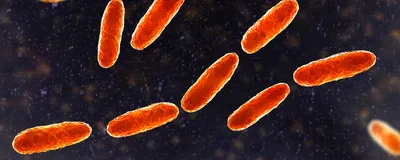 Spying on the Enemy: Using Bacteria to Fight Antibiotic Resistance ...