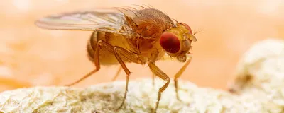 A Neural Circuit That Helps Flies Stay on Course | The Scientist