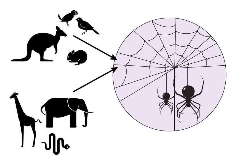 A Spider-Web Trap to Monitor Environmental DNA | The Scientist