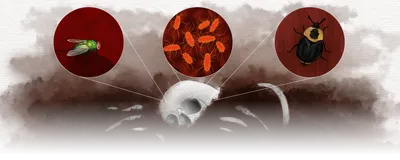 Science Experiments from the Afterlife | The Scientist