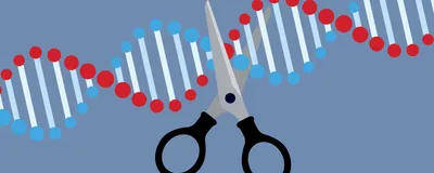 Cell Engineering 101: Editing with CRISPR | The Scientist