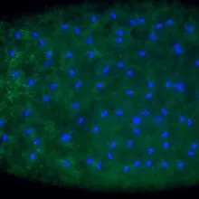 Wolbachia | The Scientist