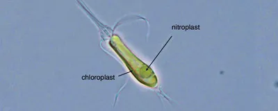 The First Nitrogen-Fixing Organelle Found in Marine Alga | The Scientist