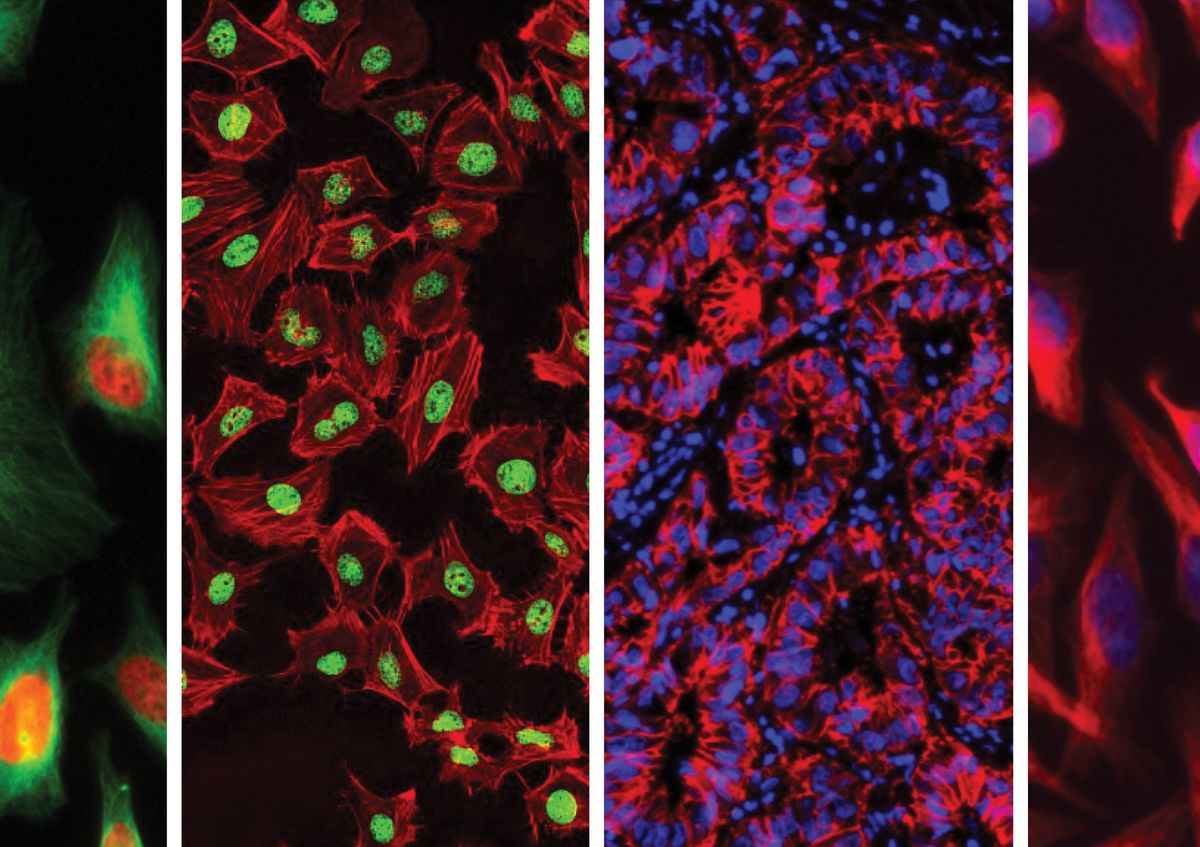 Which Fluorescent Dye Can Be Used For Red Fluorescence
