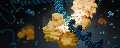 DNA Polymerase Works in Short Bursts Rather than One Long Stretch | The ...