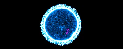 Ovarian Proteins That Last a Lifetime Help Maintain Egg Cells for Years ...
