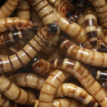 Microscopy | The Scientist