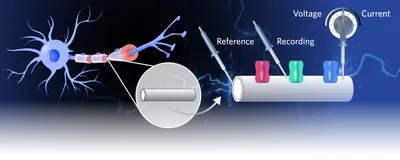 What’s the Difference Between a Voltage Clamp and a Current Clamp ...