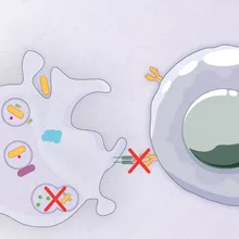 Immunology | The Scientist