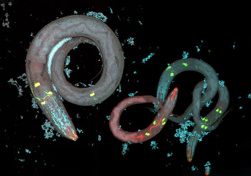 Worms’ Nose for Danger Helps Ward Off Pathogens | The Scientist
