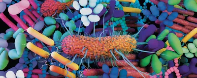 The Art of Microbial Disguise | The Scientist