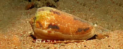 A Sea Snail Toxin Could Inspire New Diabetes Drugs | The Scientist